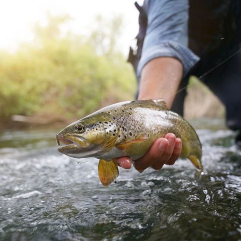 Fishing - Australian Trout Foundation