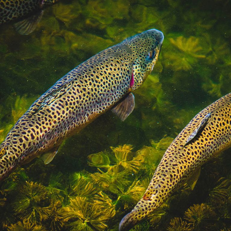 Home - Australian Trout Foundation